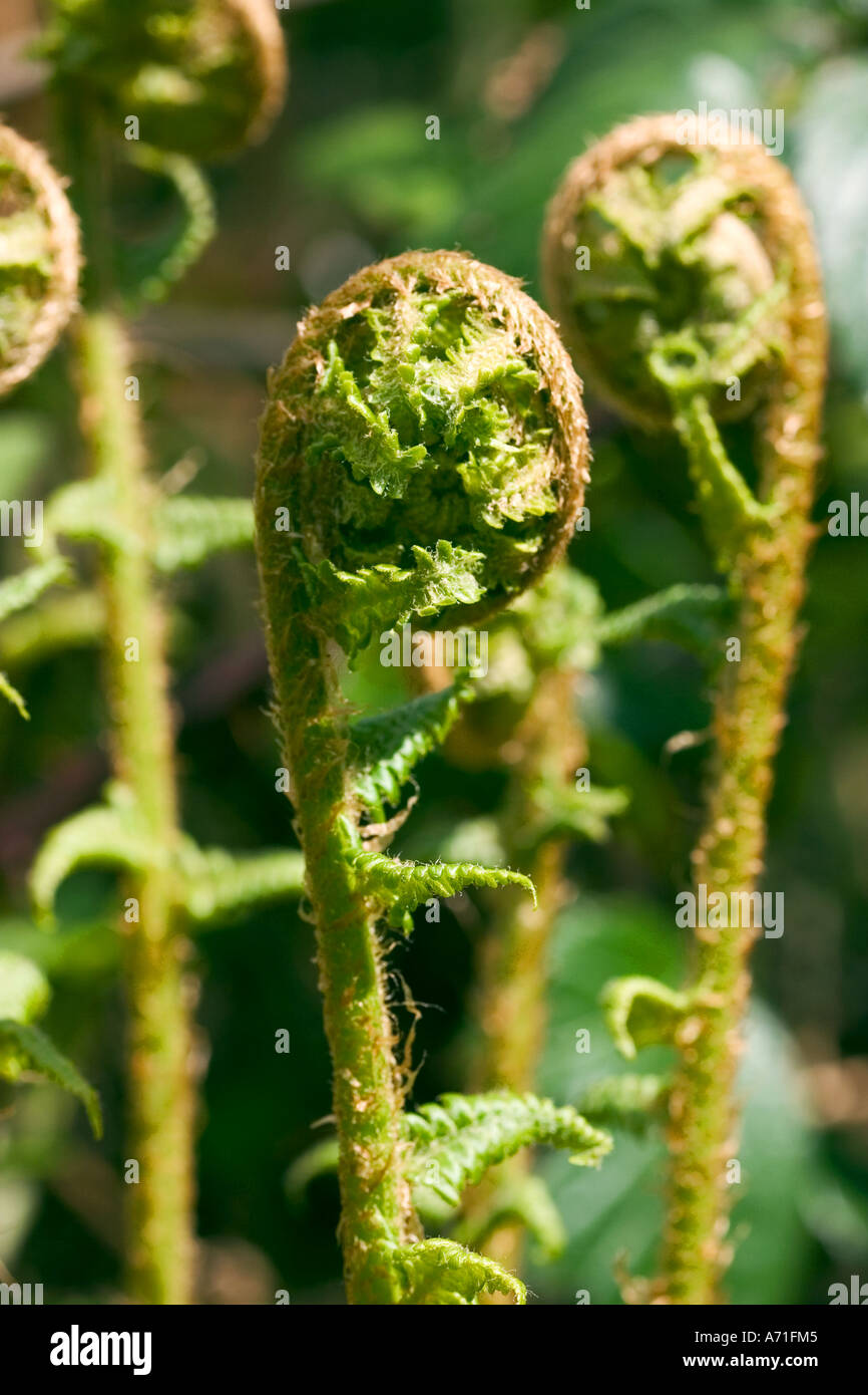 Leaf unfolding hi-res stock photography and images - Alamy