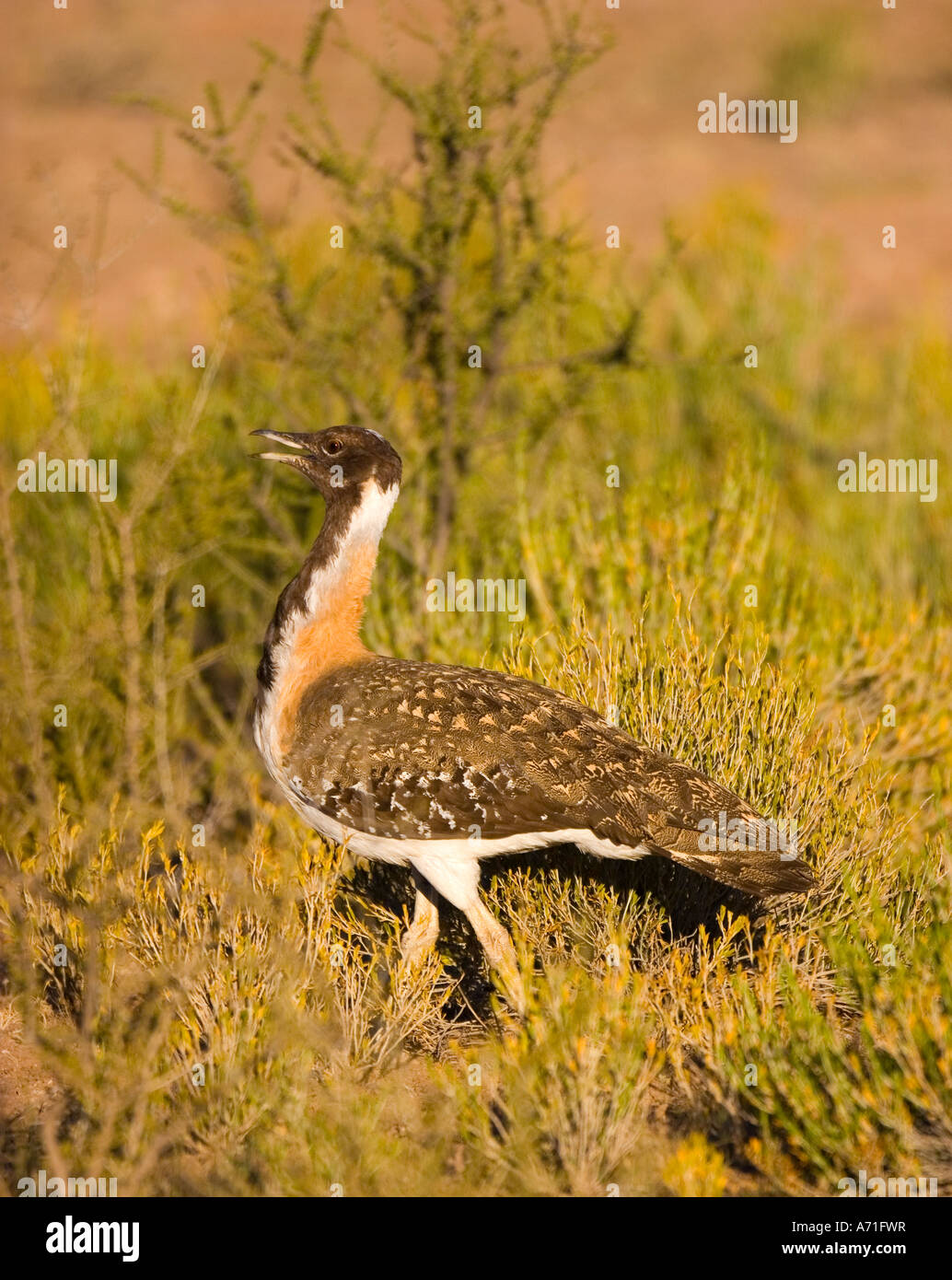 Ludwigs bustard hi-res stock photography and images - Alamy