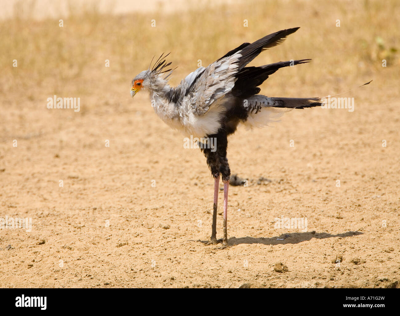 secretary bird ruffling feathers Stock Photo - Alamy
