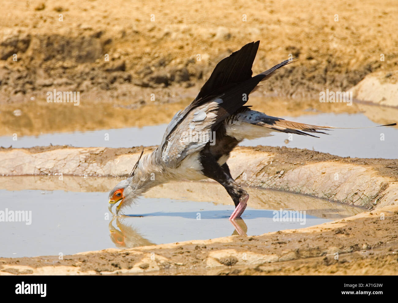 secretary bird drinking Stock Photo - Alamy