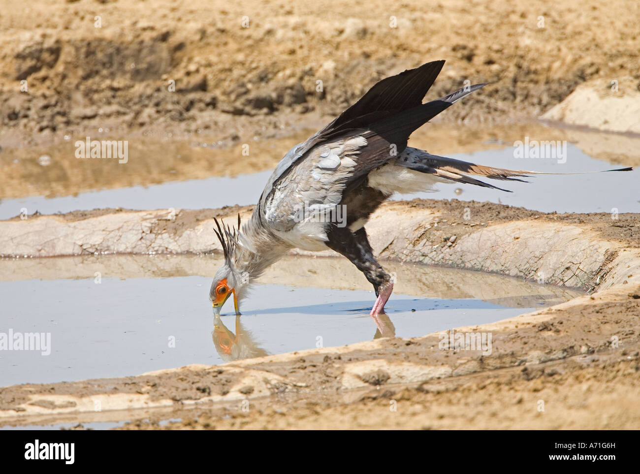 secretary bird drinking Stock Photo - Alamy