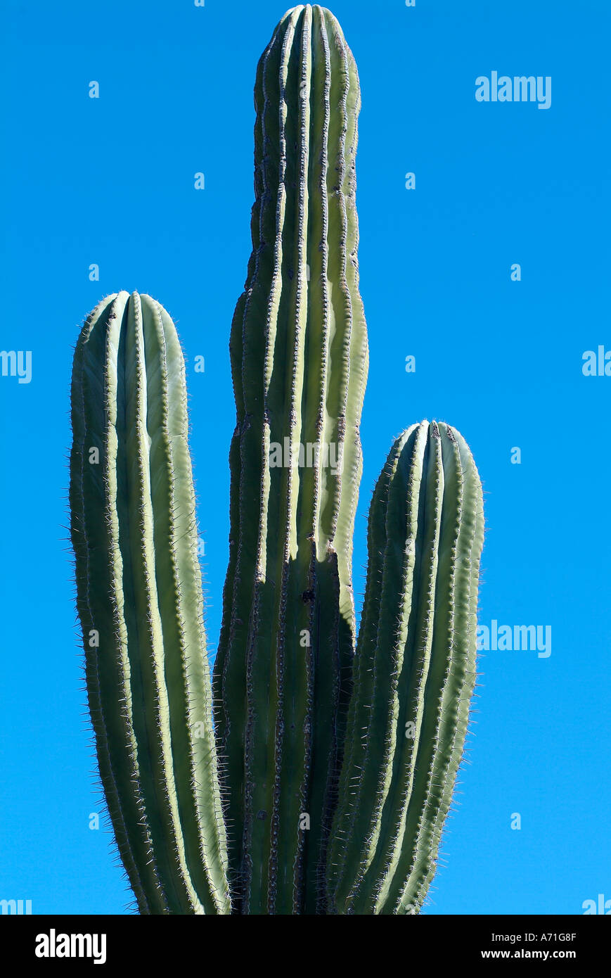 Cardon cactus Baja California Mexico Central America Stock Photo - Alamy