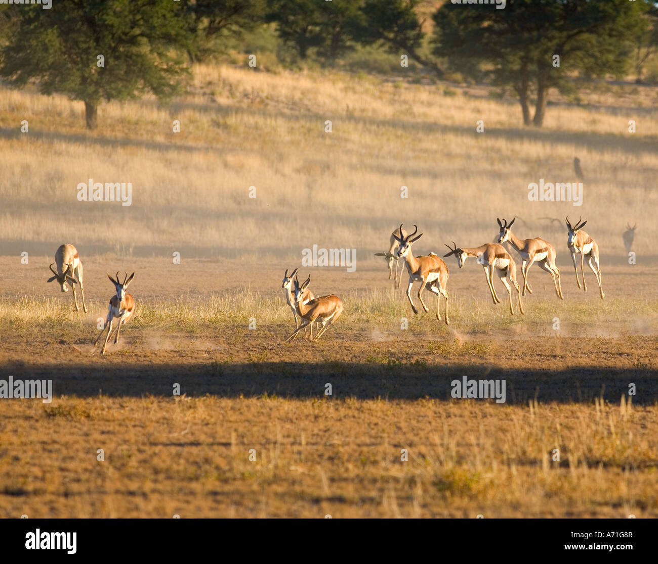Springbok jumping hi-res stock photography and images - Alamy