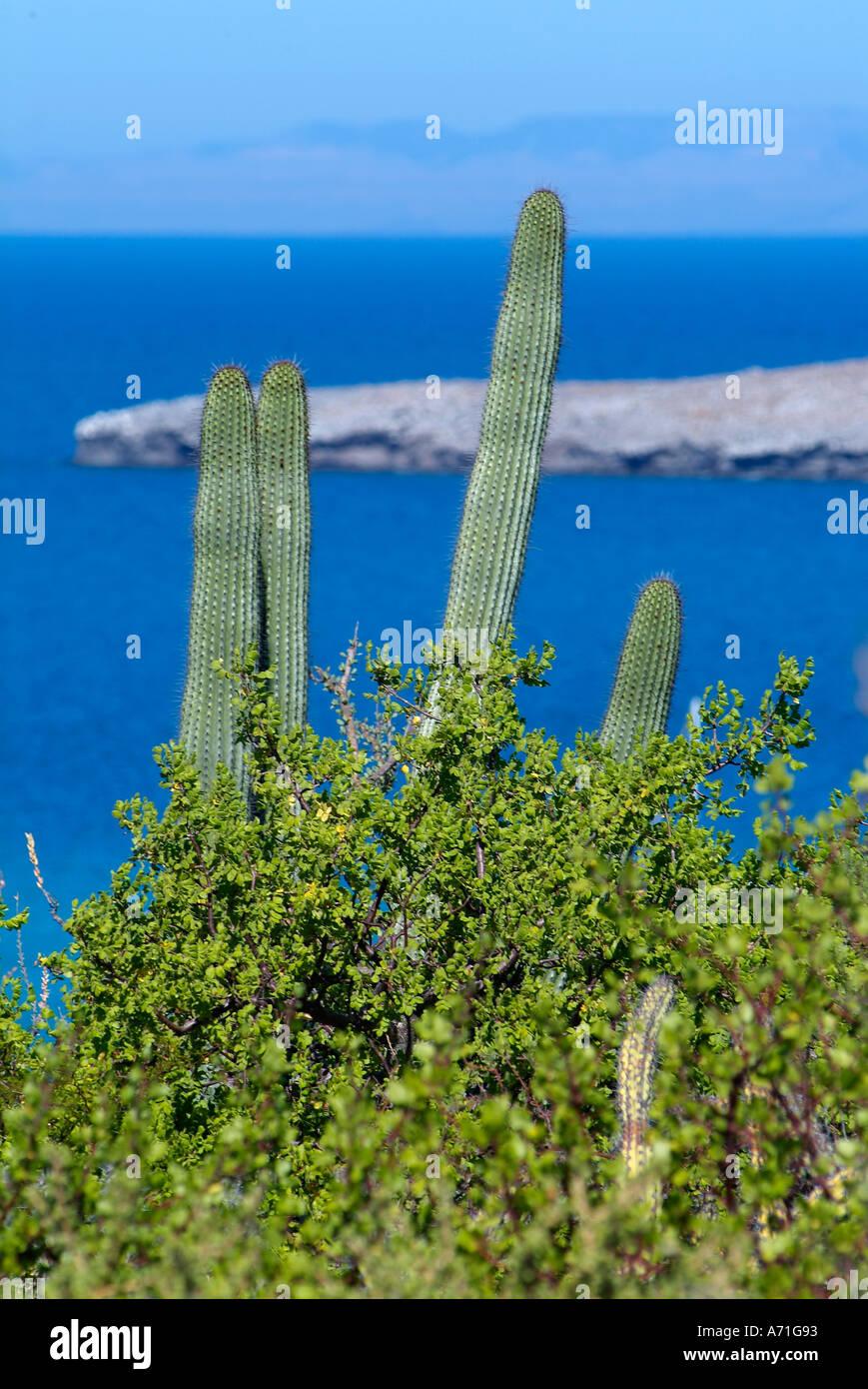 Endemic cactus baja california hi-res stock photography and images - Alamy