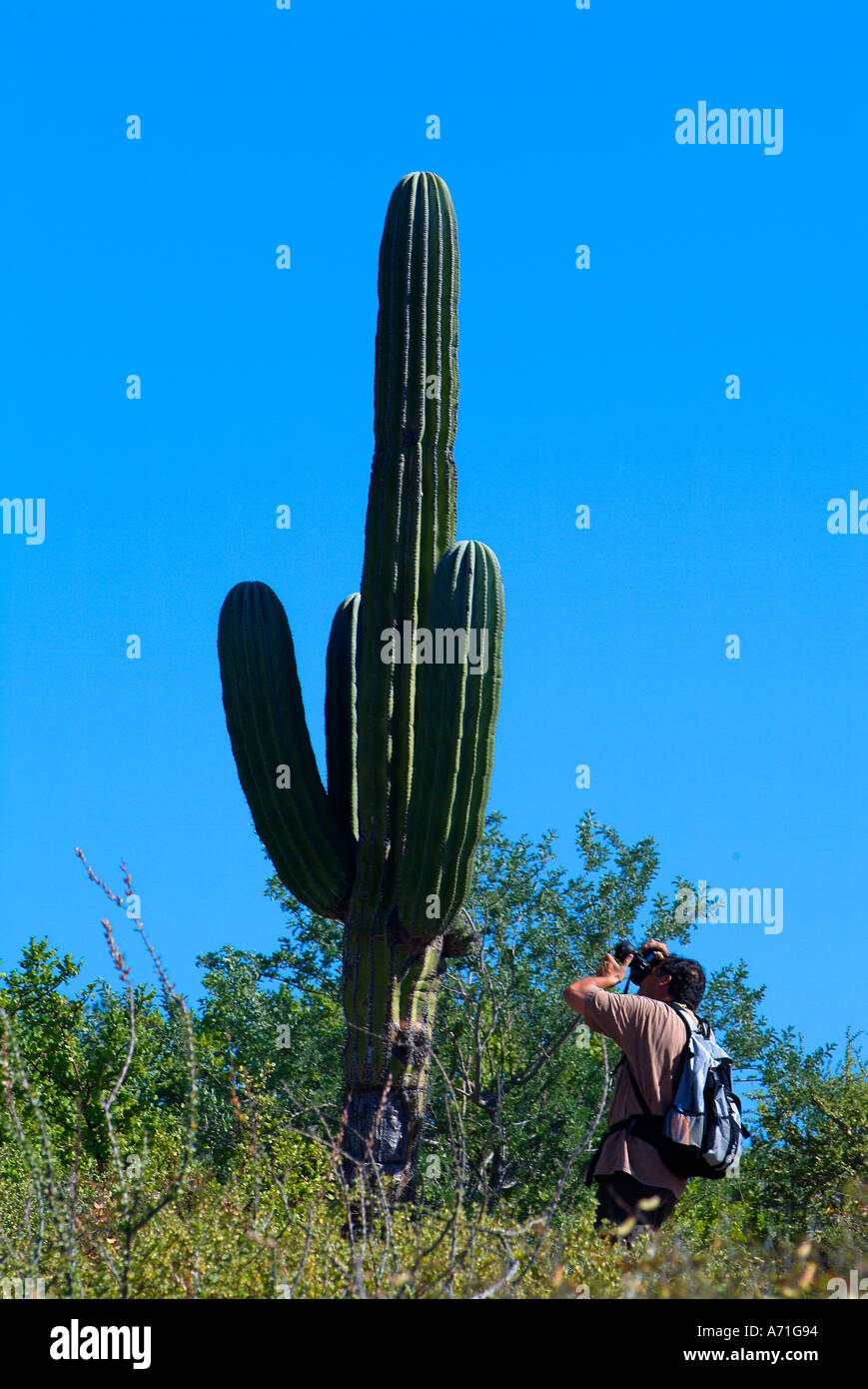 Photographer shooting a cactus in Baja California Mexico Stock Photo ...