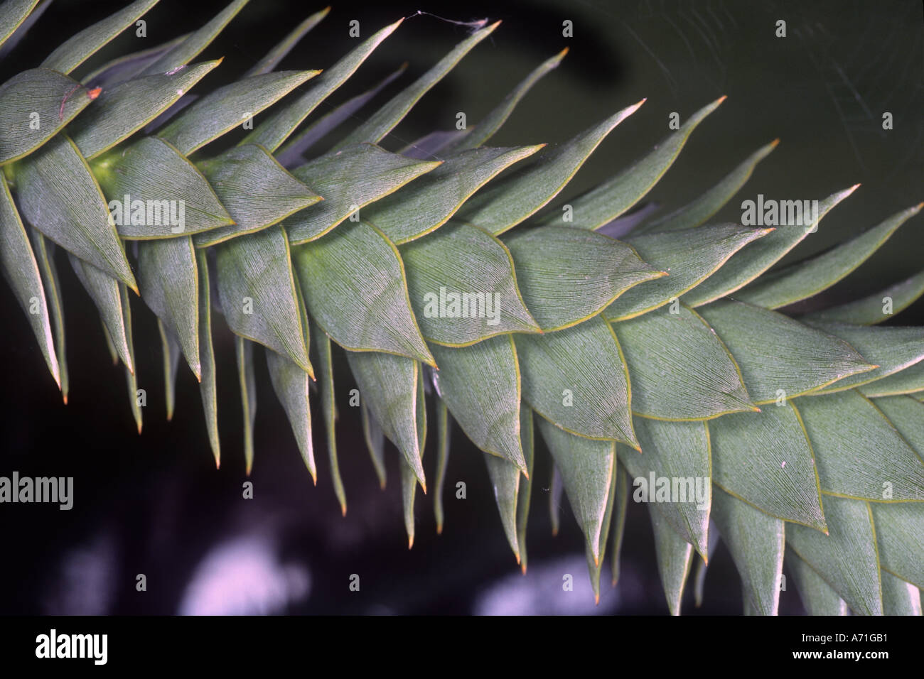 Leaves stem monkey puzzle tree hi-res stock photography and images - Alamy