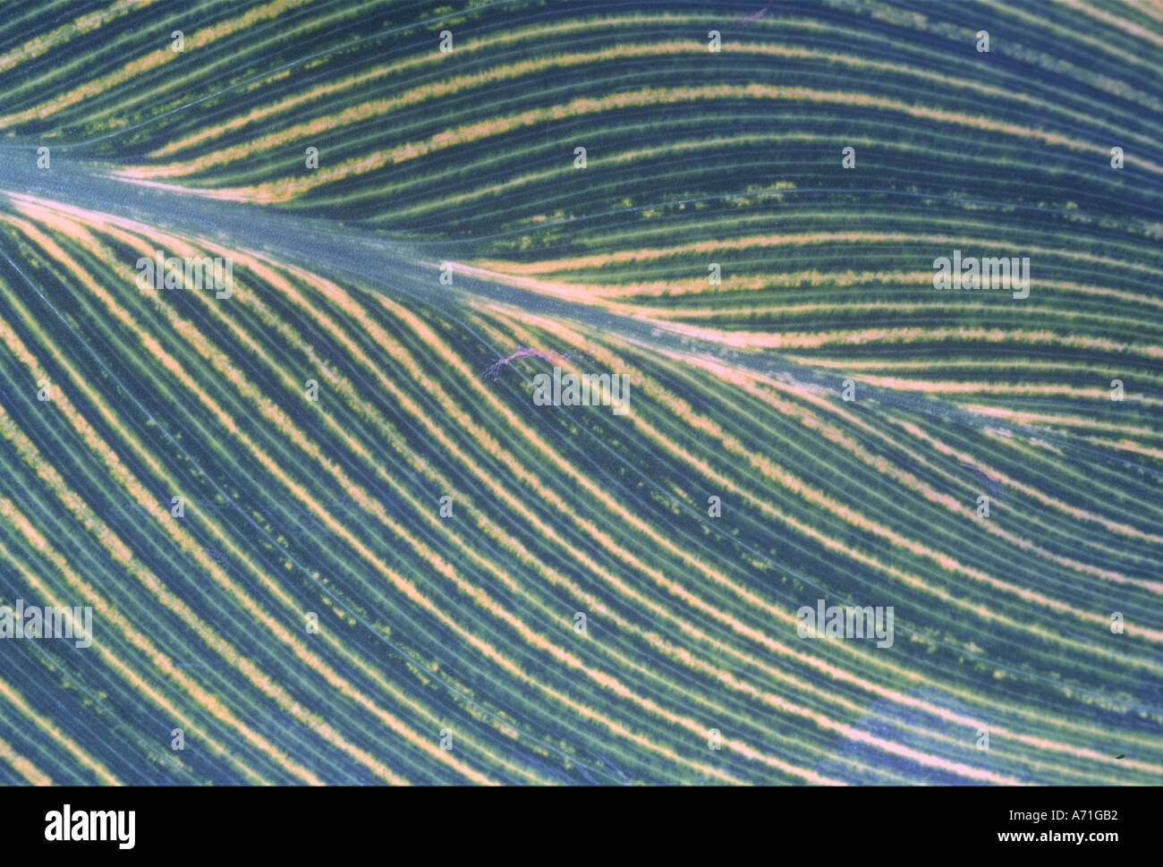 Leaf Pattern Detail Natural World Wales Stock Photo - Alamy