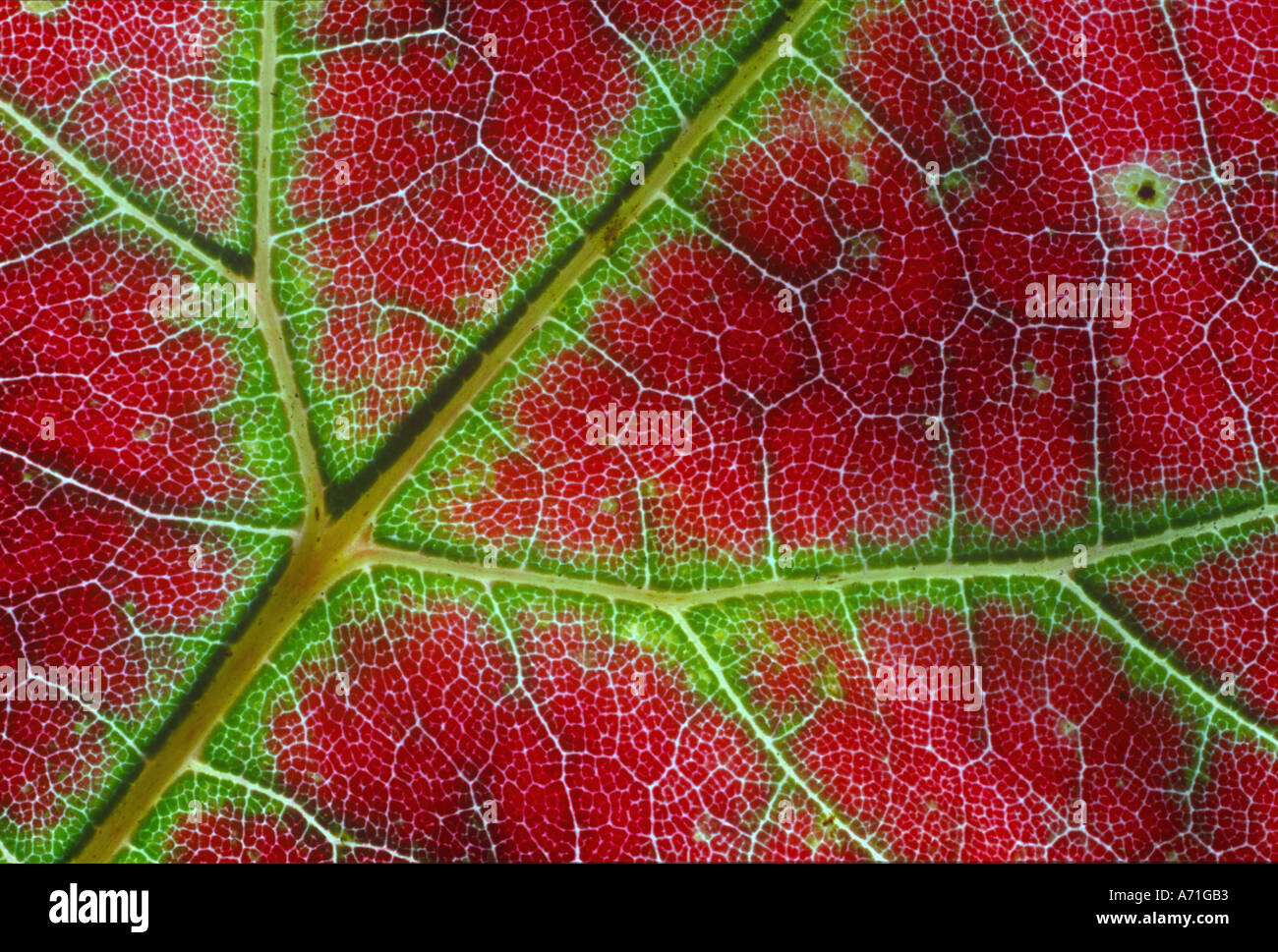 Leaf Pattern Detail Natural World Wales Stock Photo - Alamy