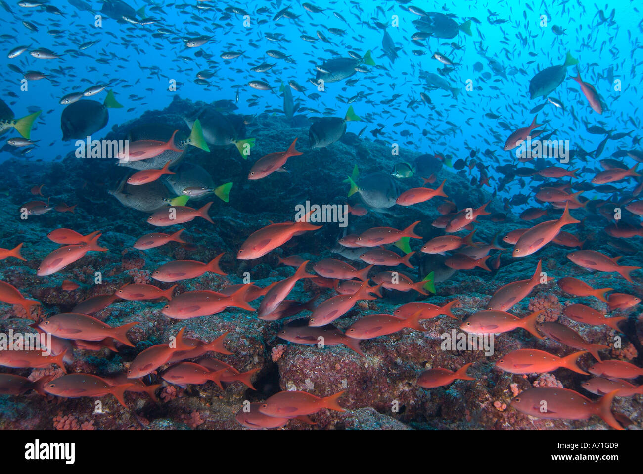 Creolefish High Resolution Stock Photography and Images - Alamy