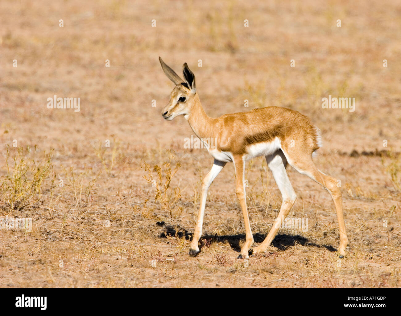 springbok young walking Stock Photo - Alamy