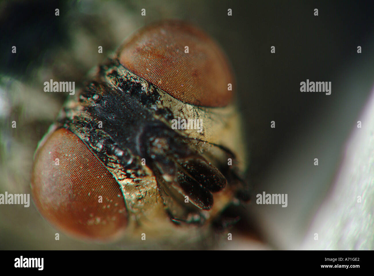 Macro shot of fly eyes Stock Photo - Alamy