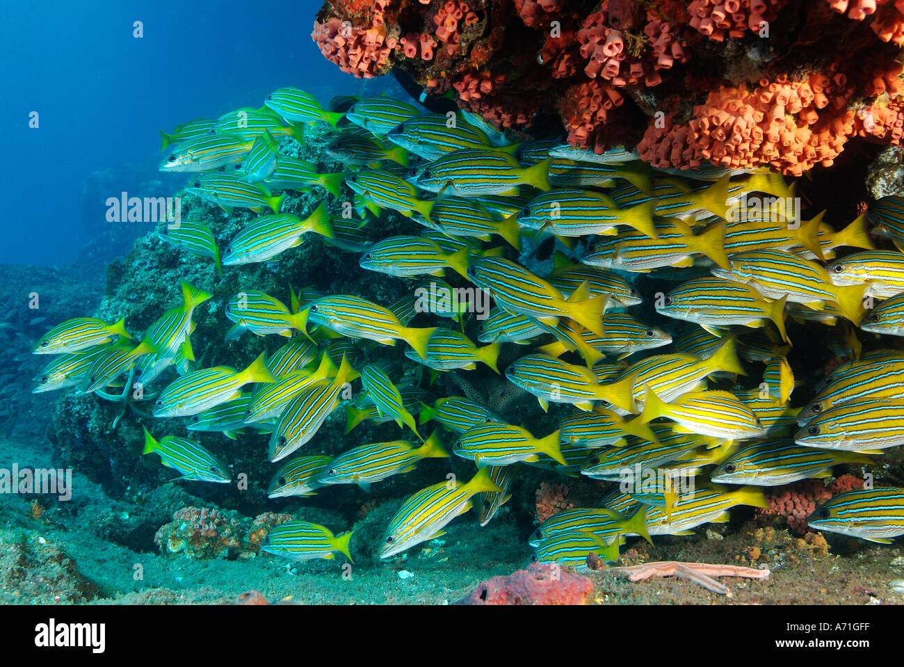 Magical school hi-res stock photography and images - Alamy