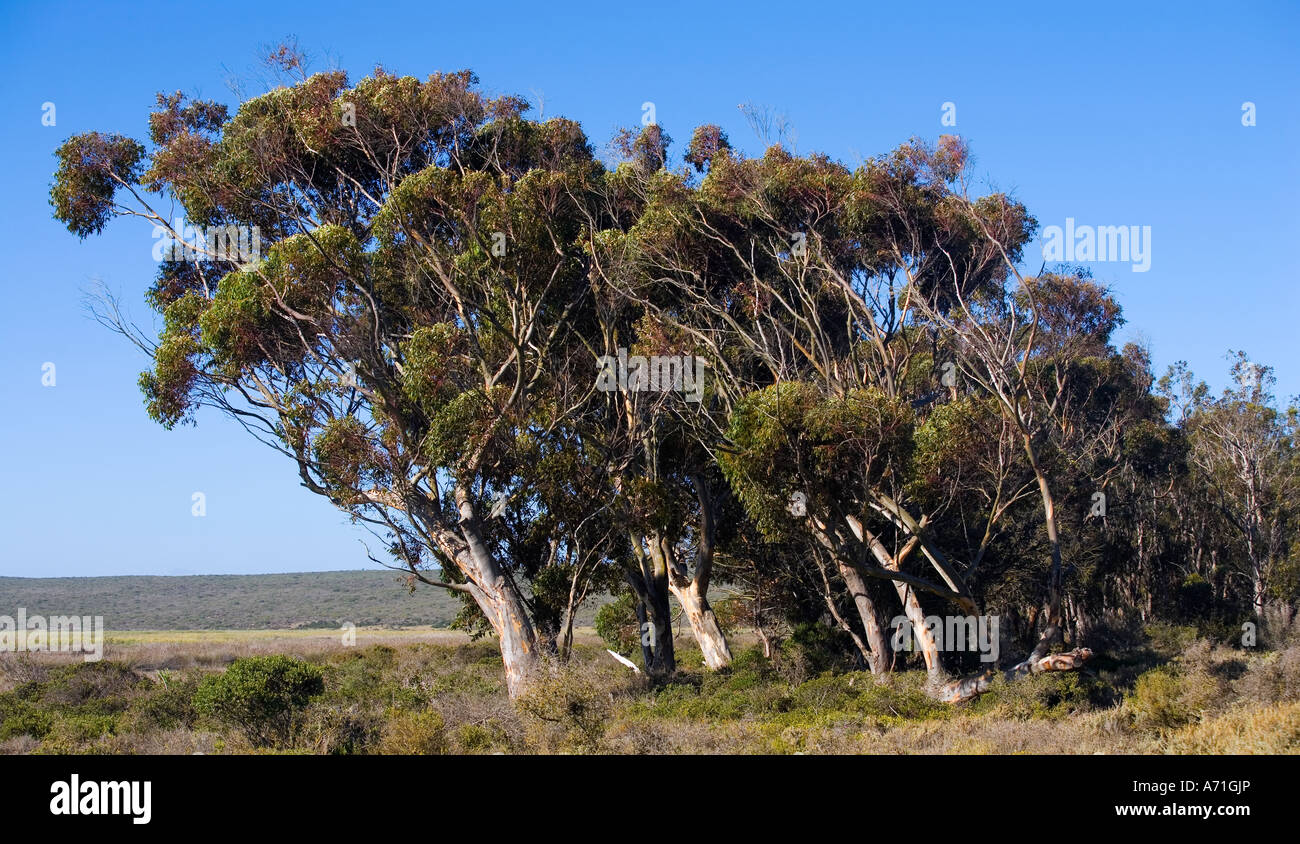 Windswept trees landscape africa hi-res stock photography and images ...