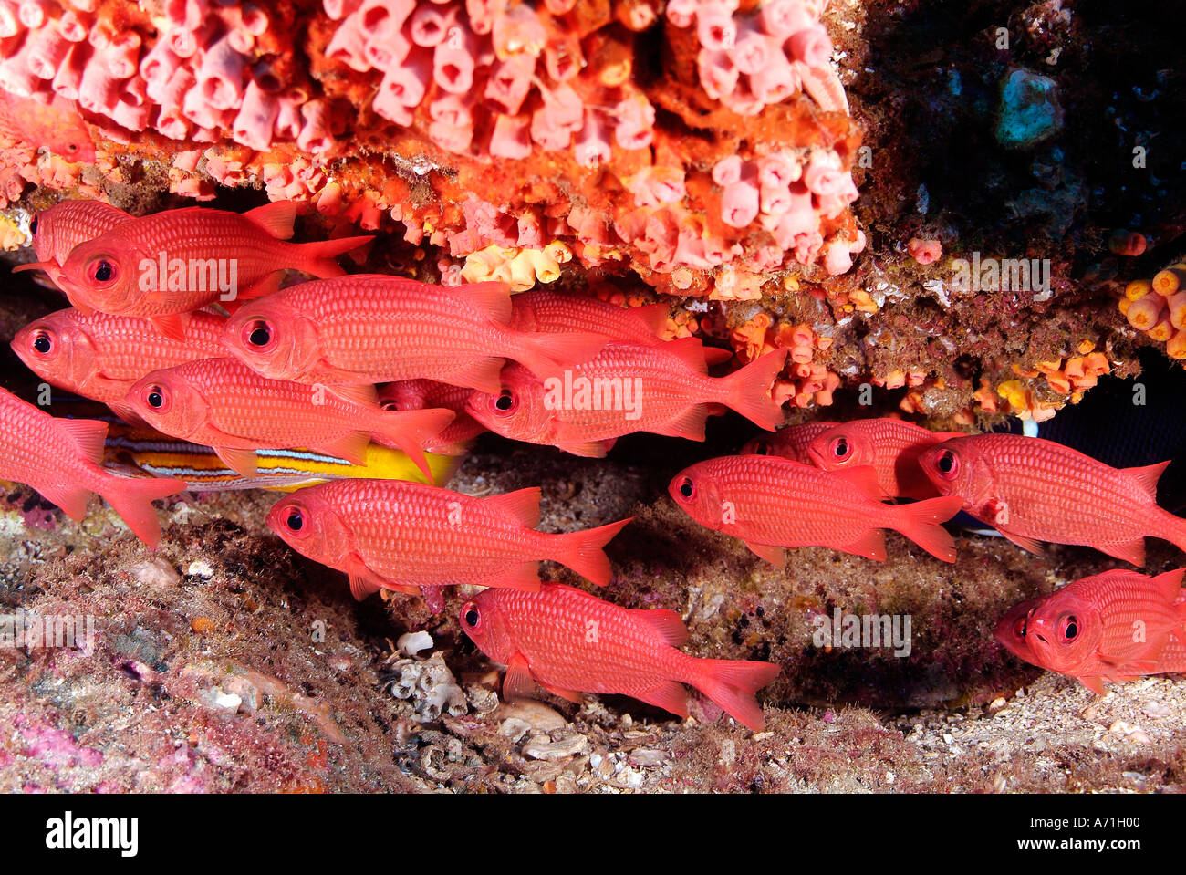 School of panamic soldierfish in the Sea of Cortez Stock Photo - Alamy
