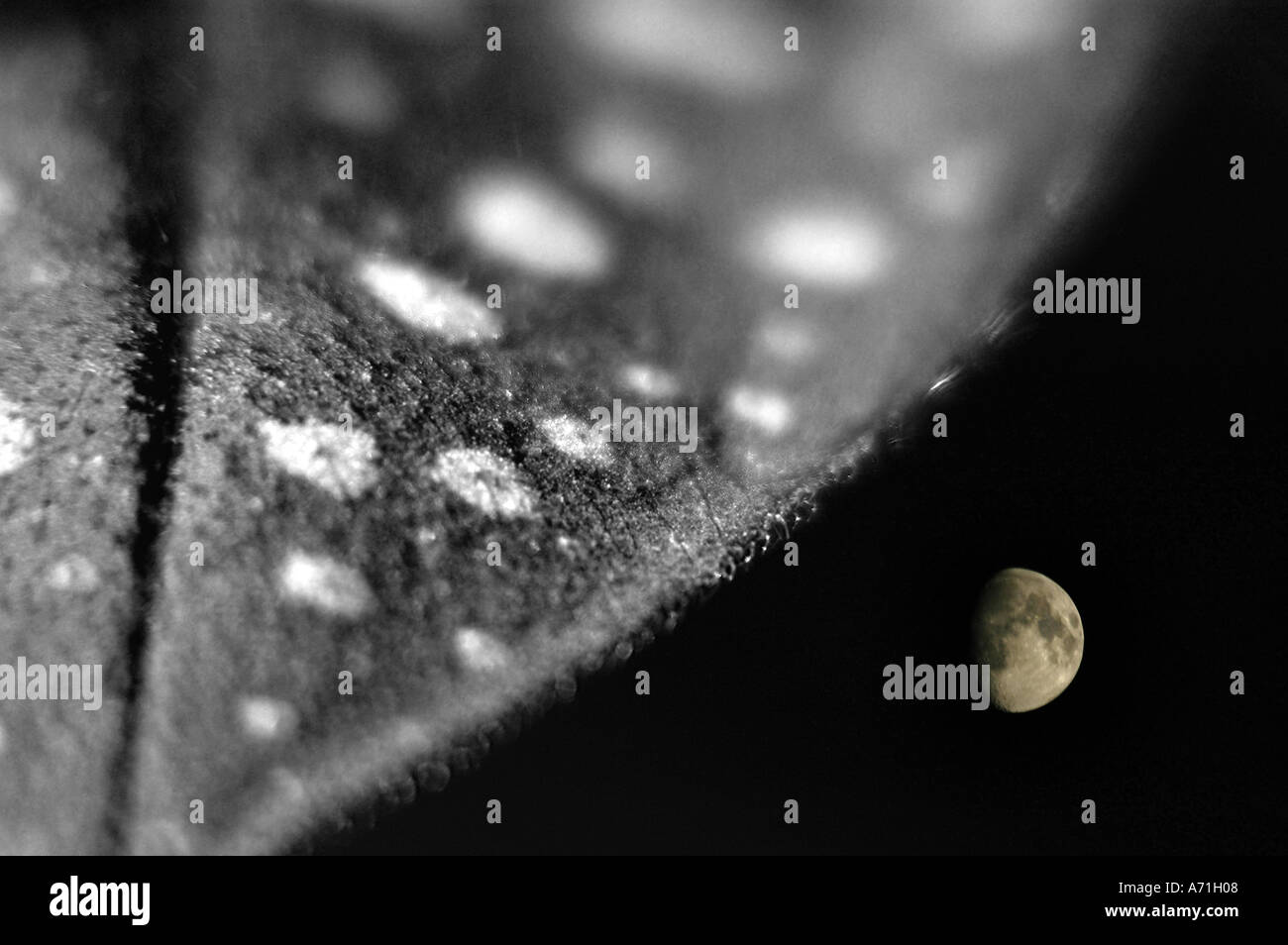 leaf spot with moon Stock Photo - Alamy