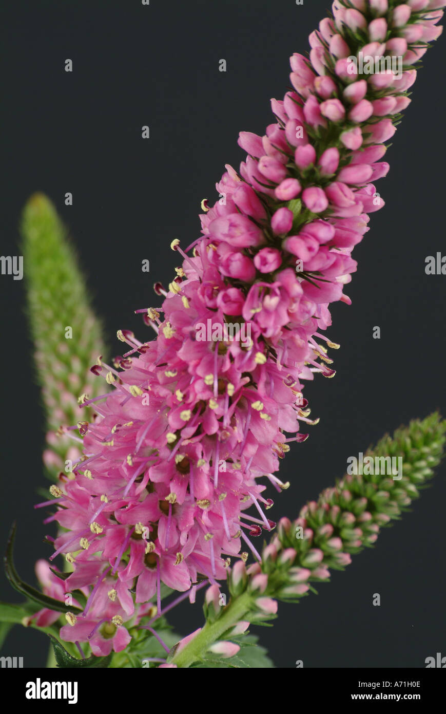 flower plant with small pink buds on black background with green ...