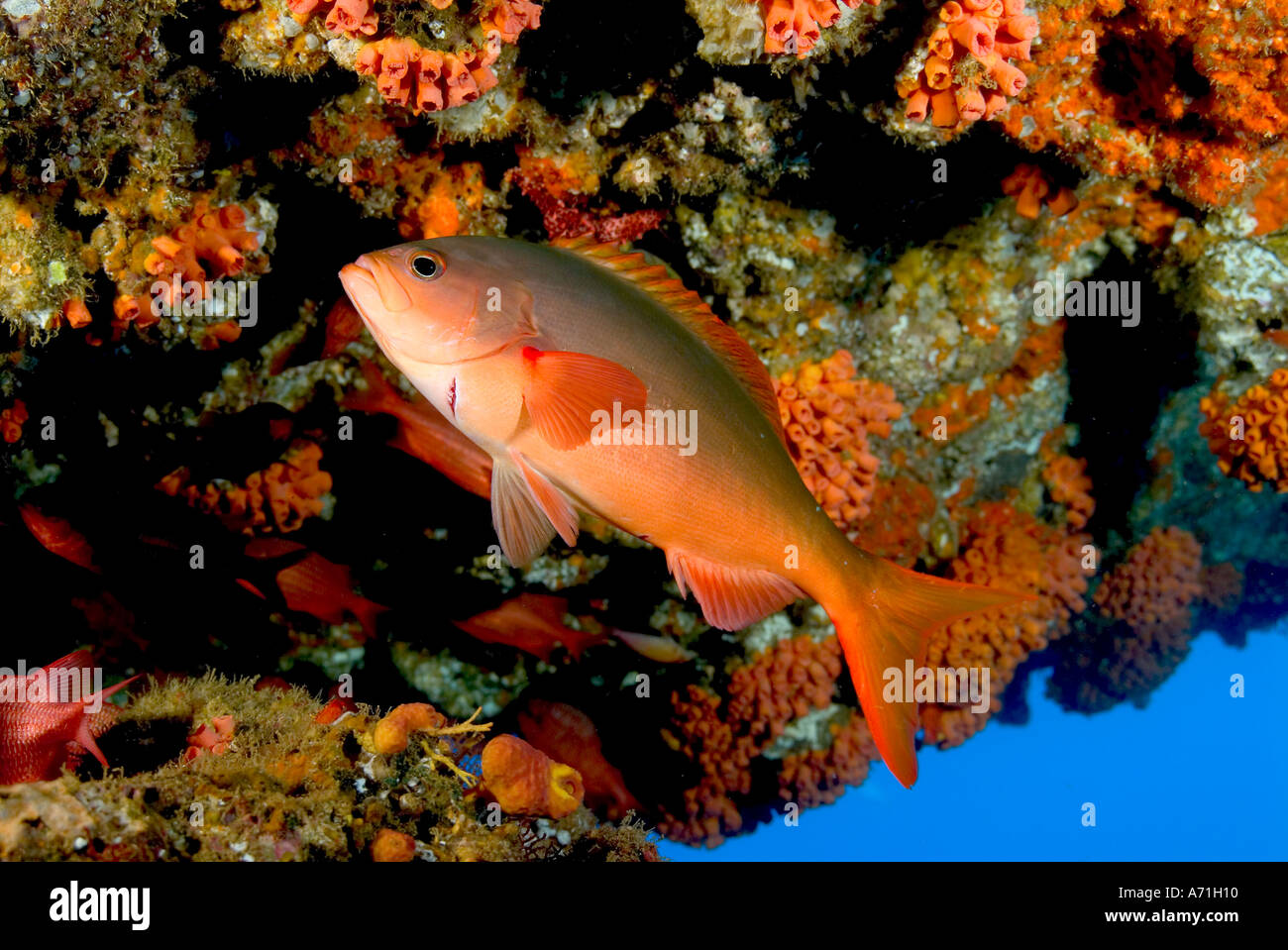 Pacific creolefish in the Sea of Cortez Stock Photo - Alamy