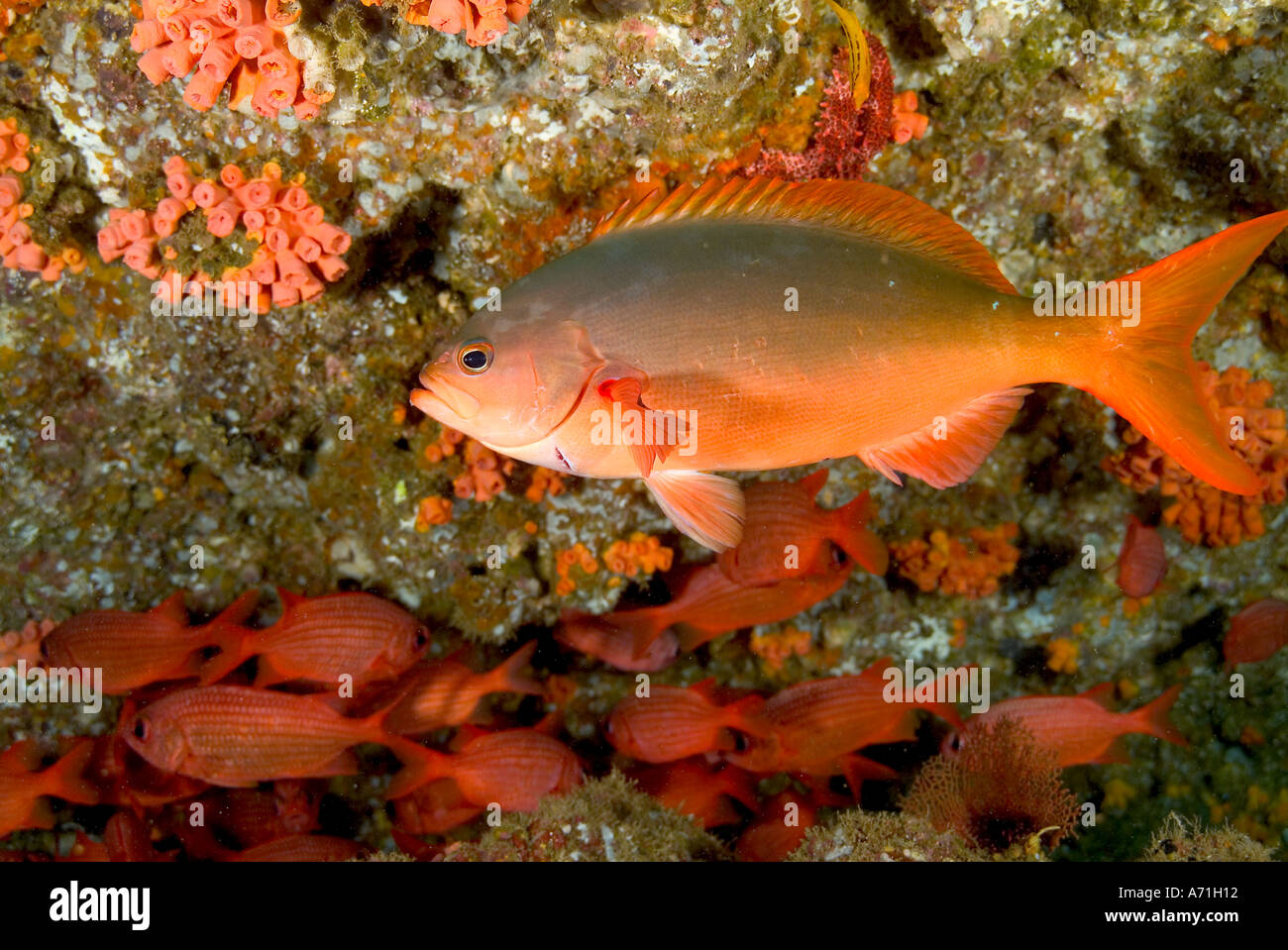 Creolefish hi-res stock photography and images - Alamy