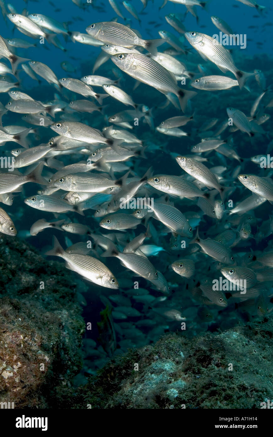 Spottail hi-res stock photography and images - Alamy