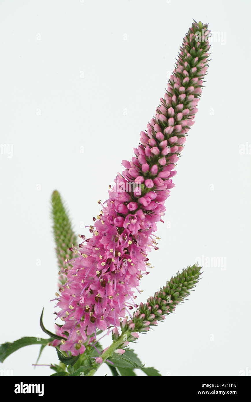 flower plant with small pink buds on white background with green ...