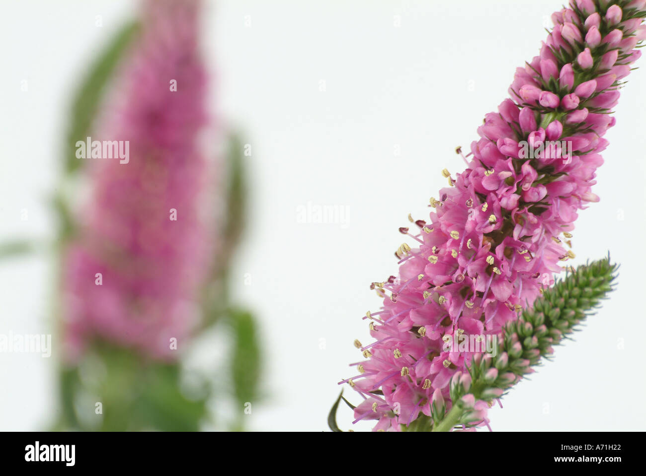 flower plant with small pink buds on white background with green ...
