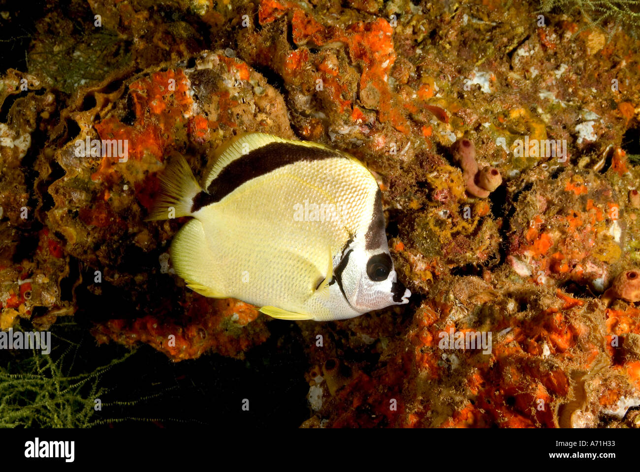 Barberfish hi-res stock photography and images - Alamy