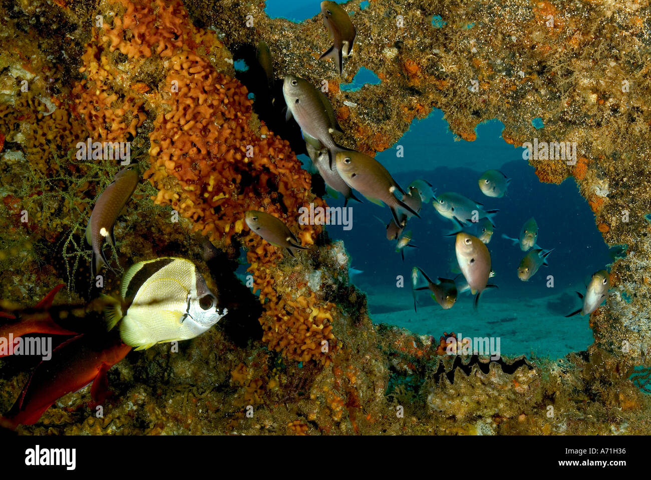 Barberfish hi-res stock photography and images - Alamy