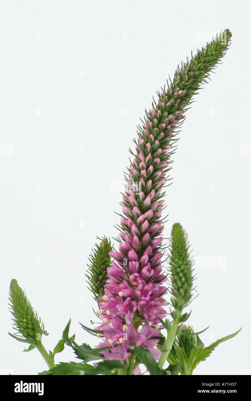 flower plant with small pink buds on white background with green ...