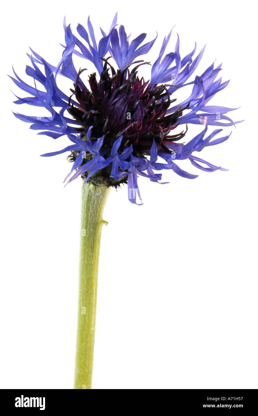 Dark blue flower Cut Out Stock Images & Pictures - Alamy