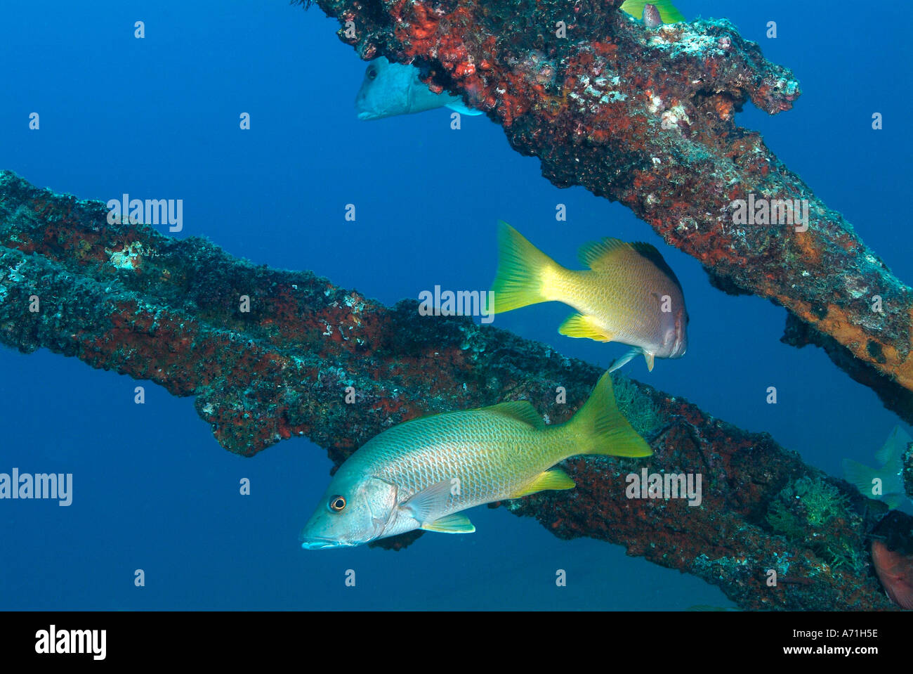 Amarillo snapper in the Sea of Cortez Stock Photo - Alamy