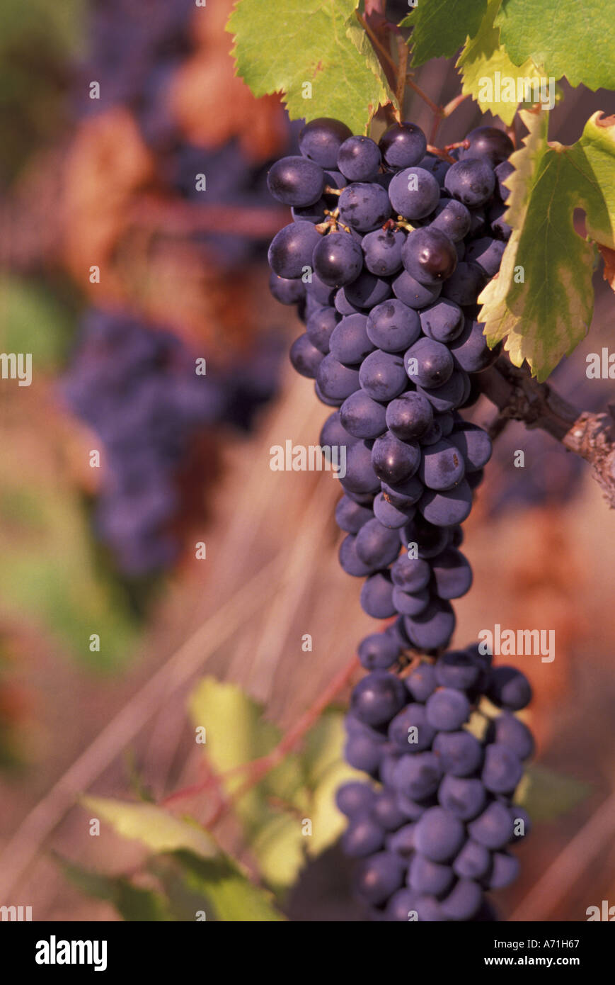FRANCE, Generic France French Grapes Stock Photo - Alamy