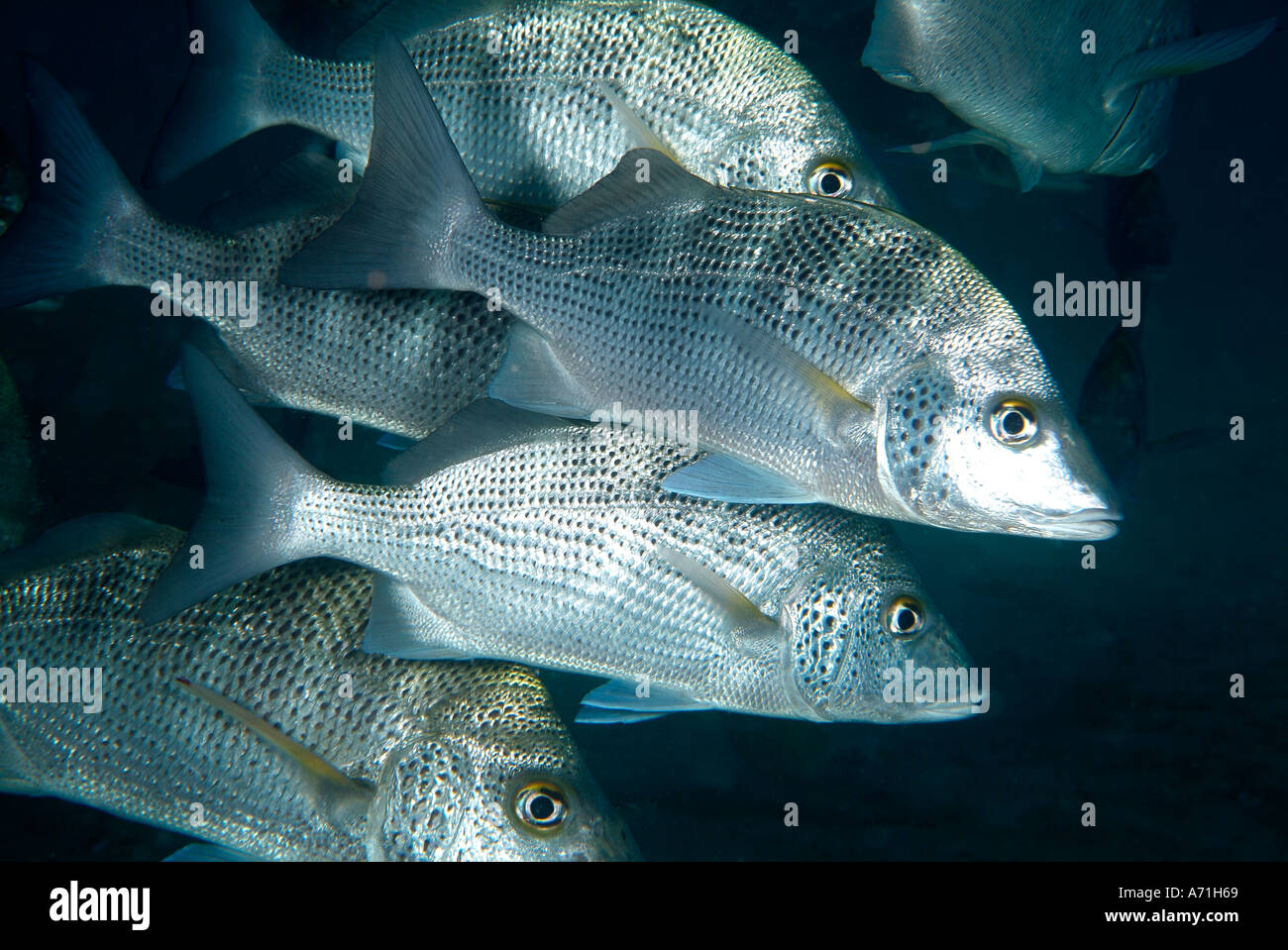 Graybar hi-res stock photography and images - Alamy