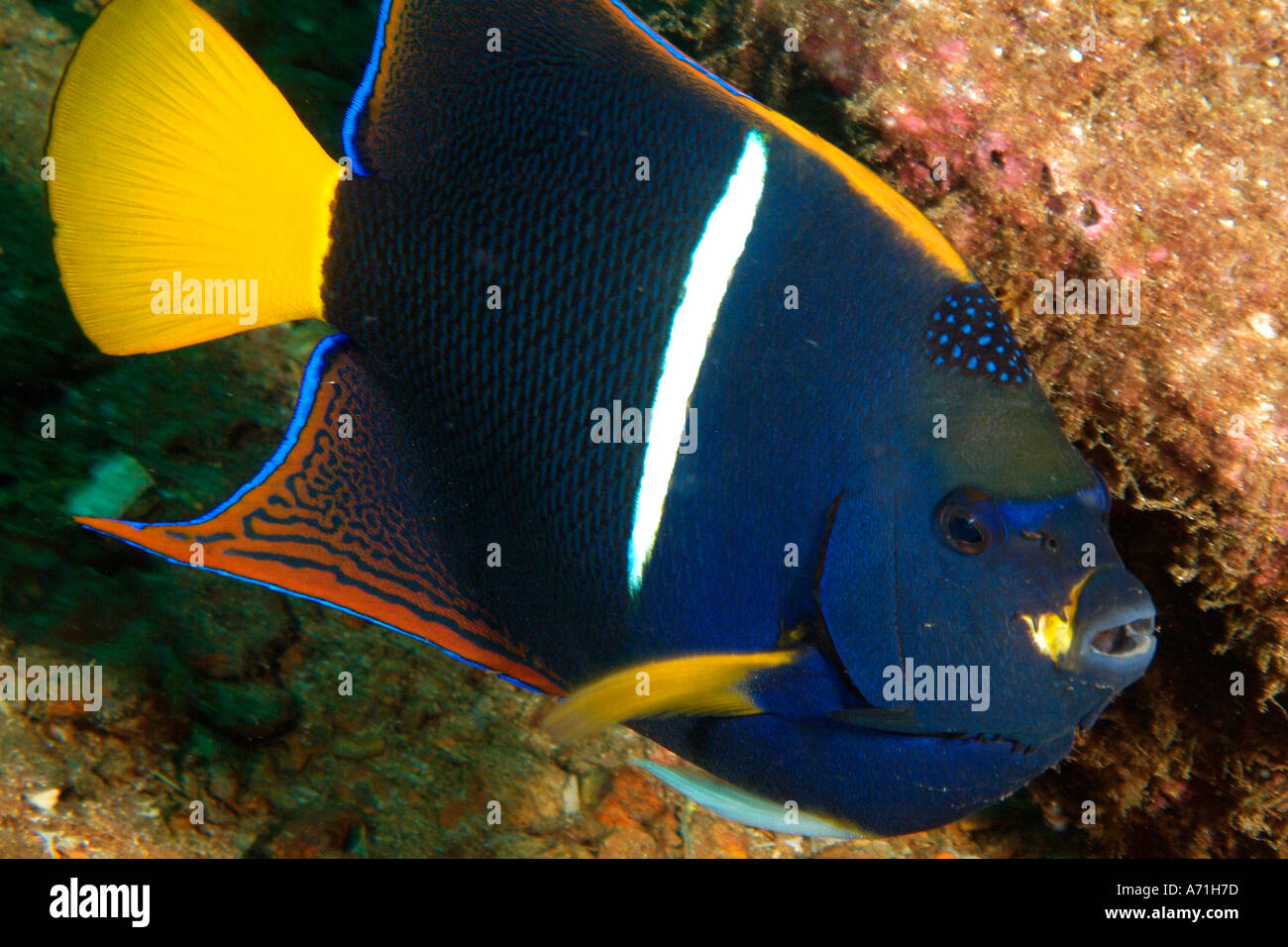 King angelfish holacanthus passer hi-res stock photography and images ...