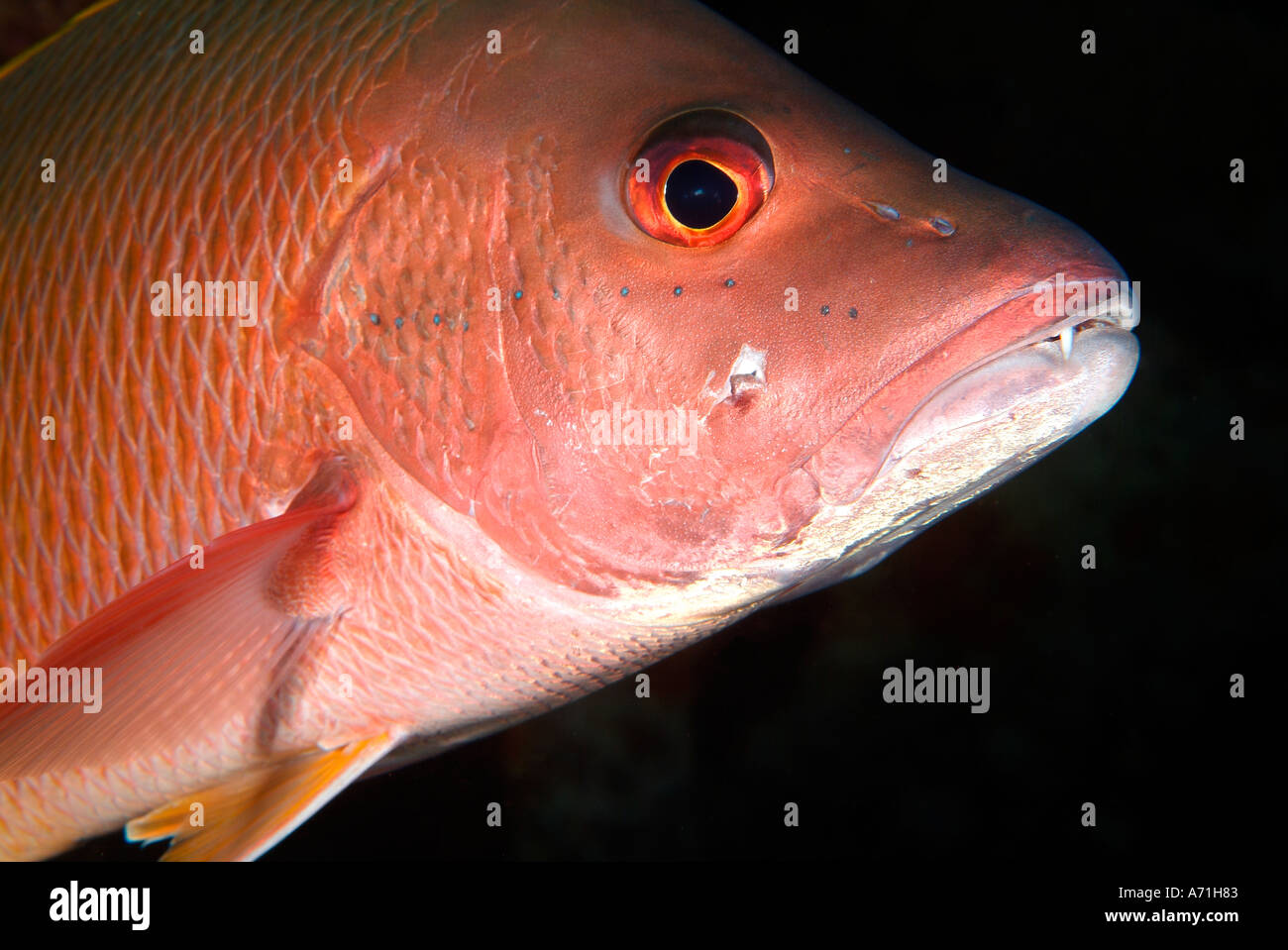 Pargo red snapper fish hi-res stock photography and images - Alamy