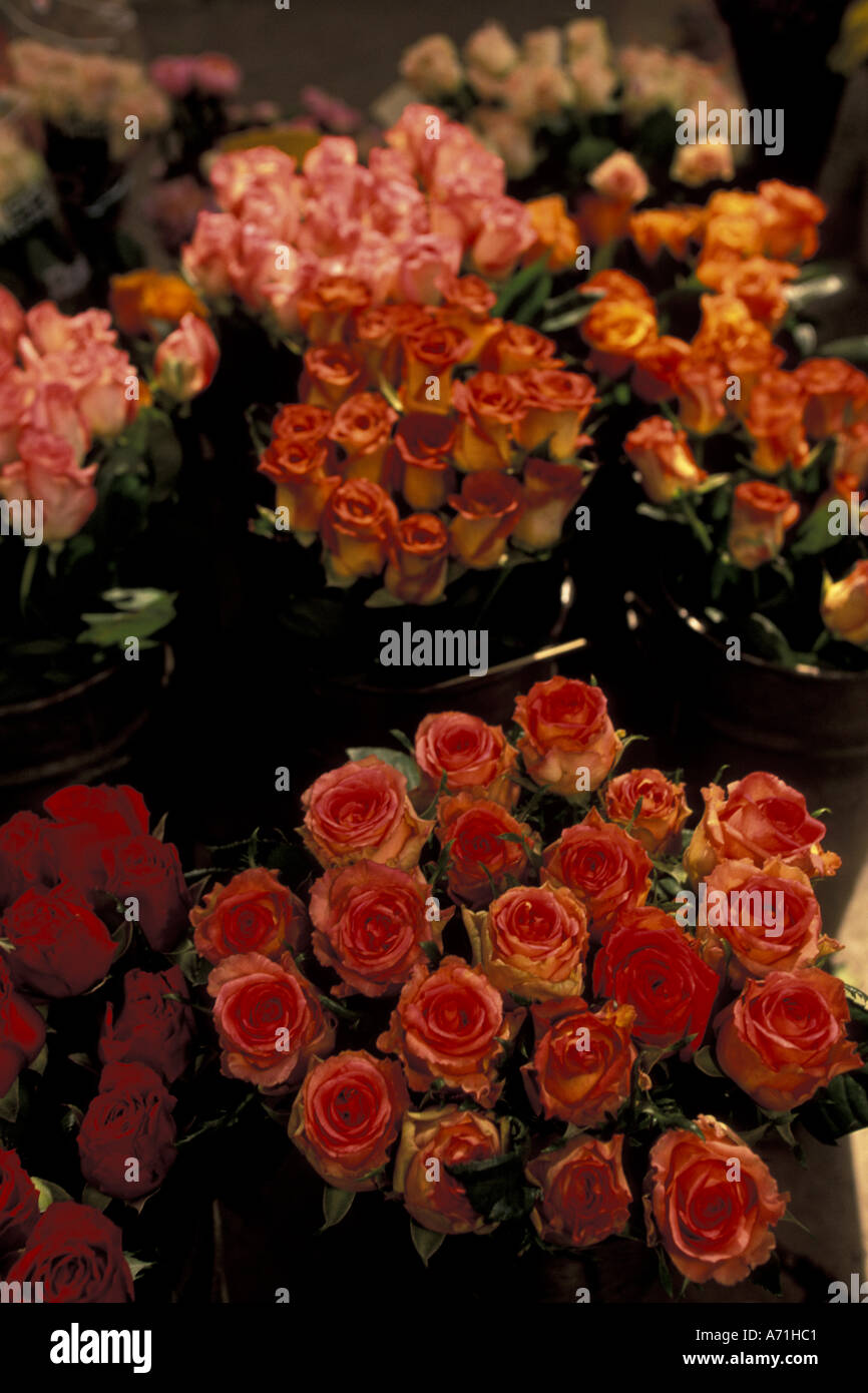 FRANCE, Generic France Flowers Stock Photo - Alamy