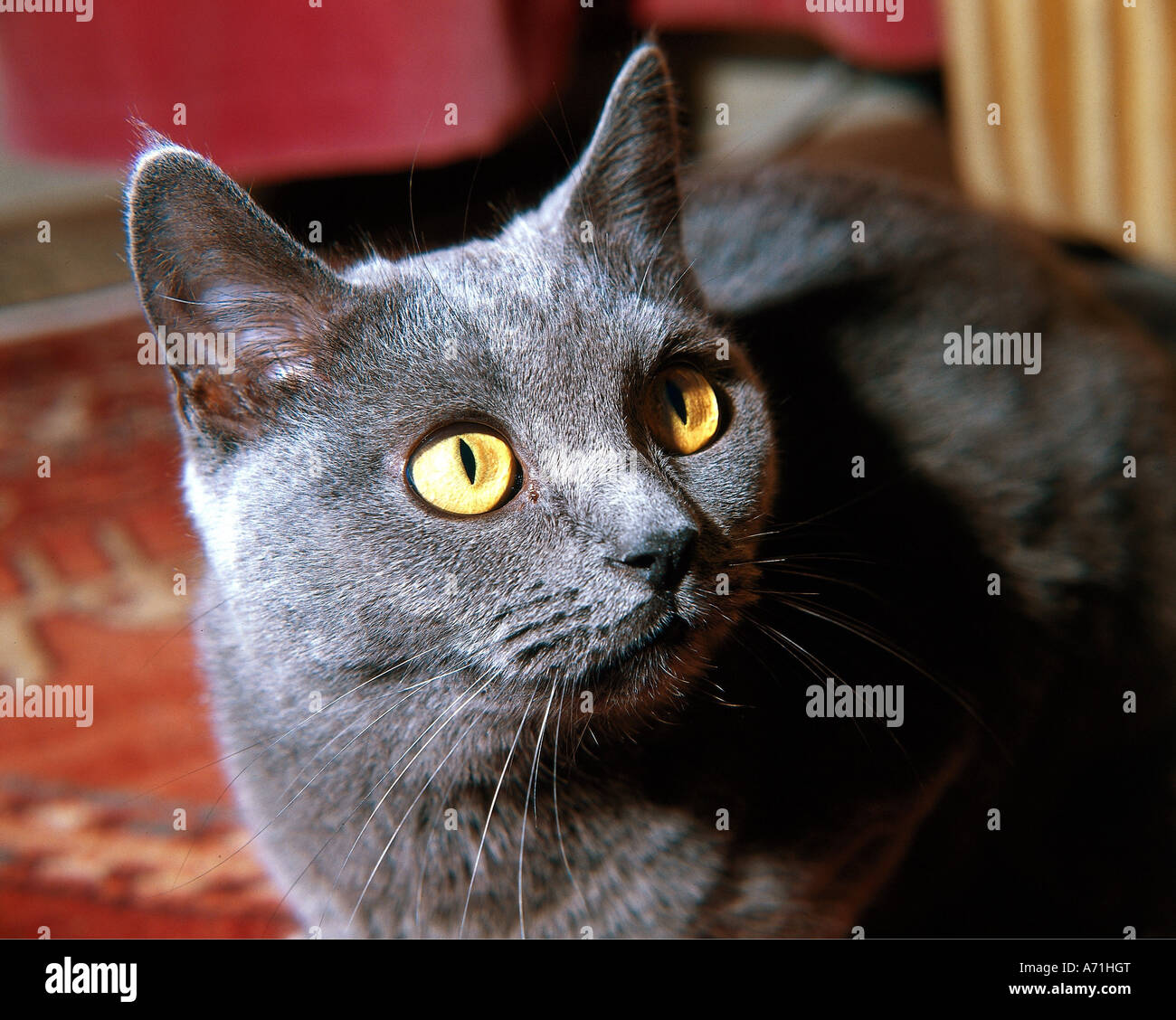 Carthusian cat hi-res stock photography and images - Alamy