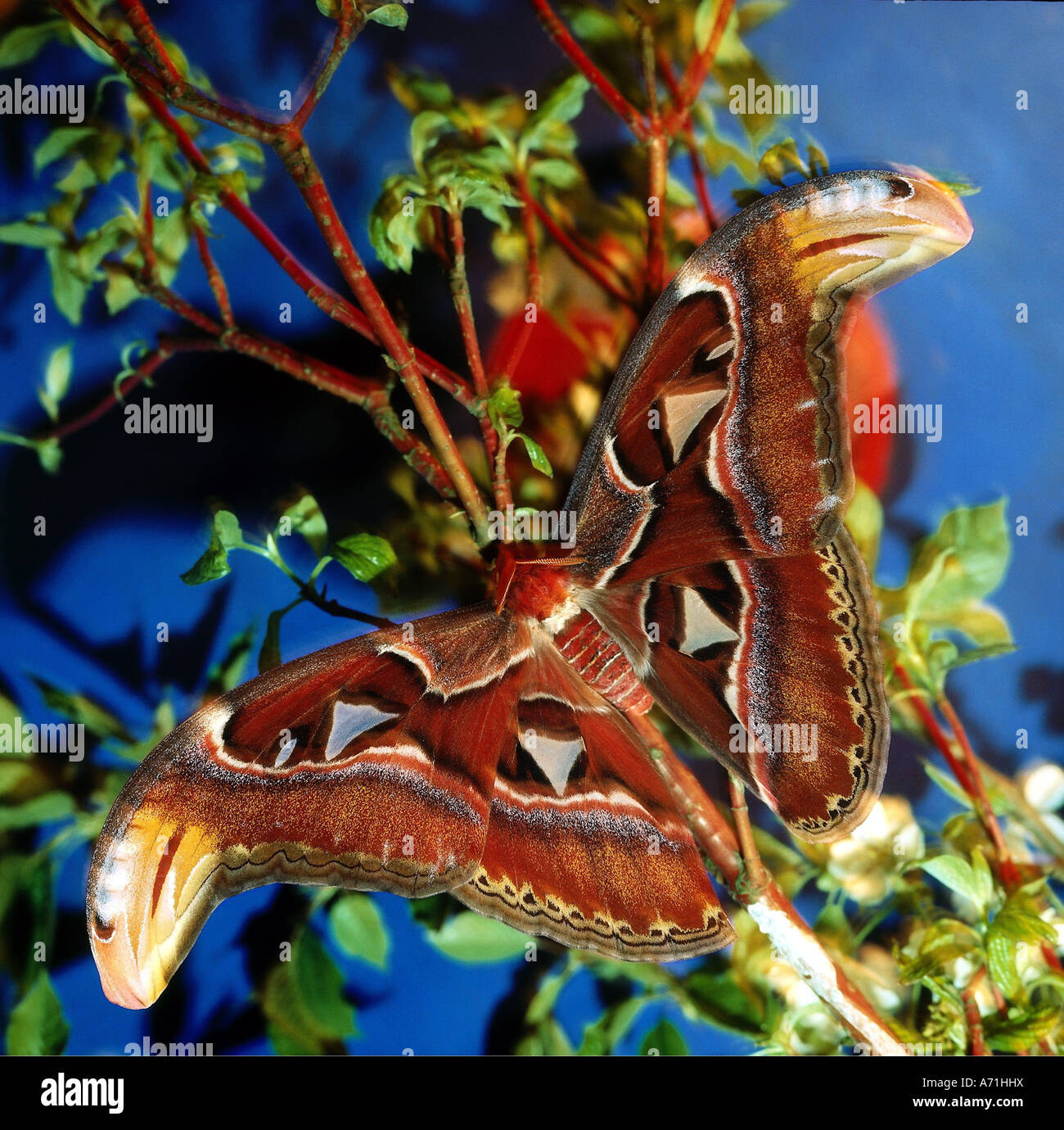 zoology / animals, insect, butterflies, Atlas moth, (Attacus atlas), at ...