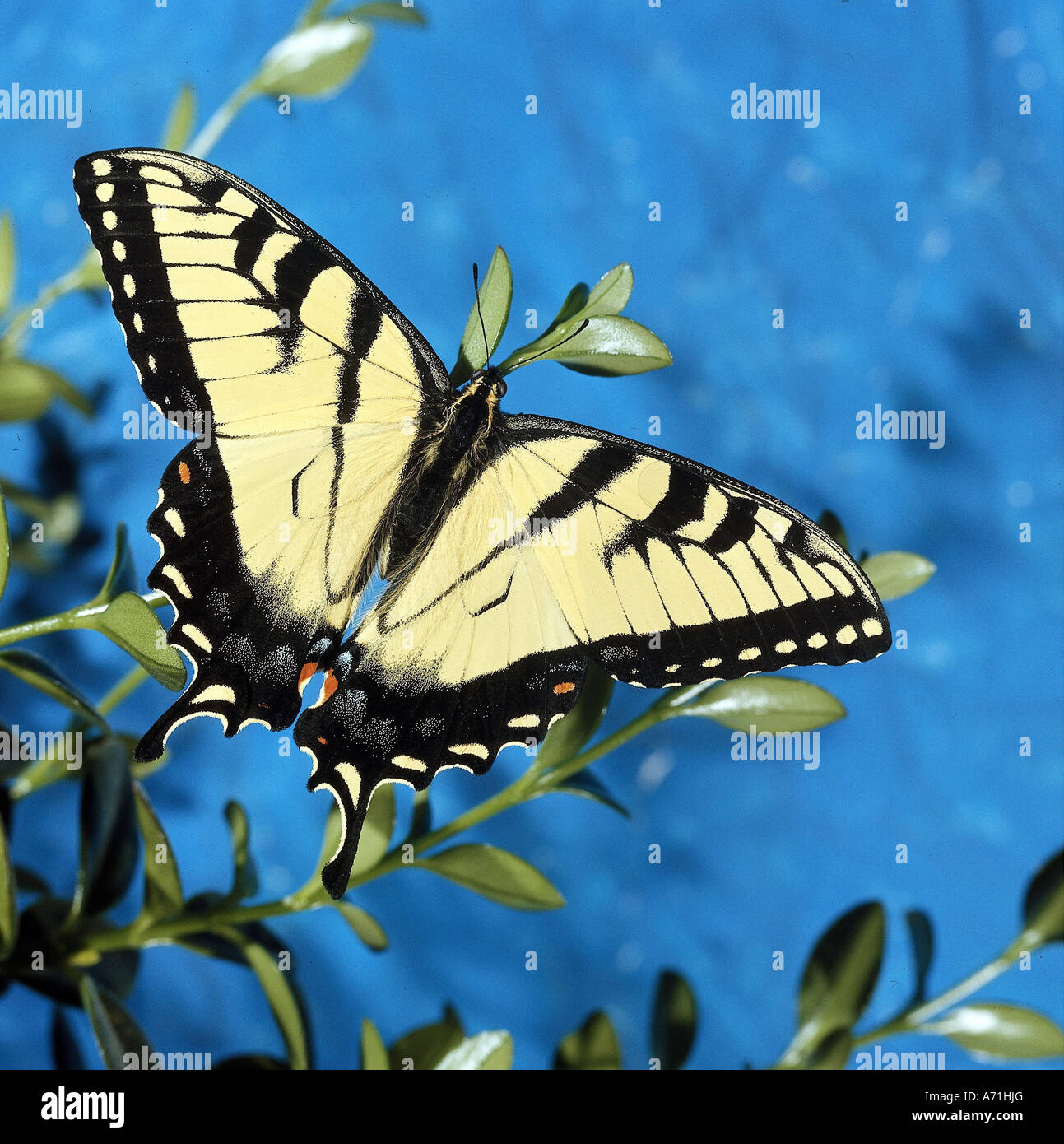zoology / animals, insect, butterflies, swallow-tail, (Papilio machaon ...