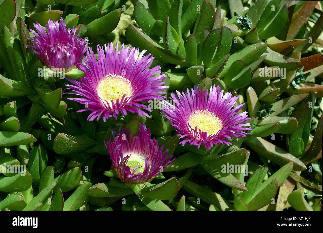 botany, Carpobrotus, (Carpobrotus), Ice Plant, (Carpobrotus ...