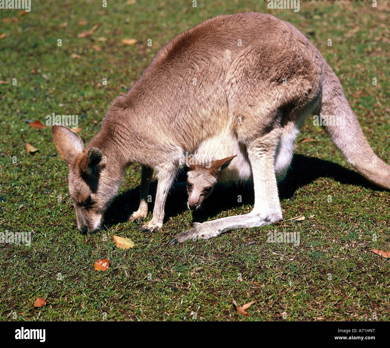 Australia grey kangaroo cub hi-res stock photography and images - Alamy