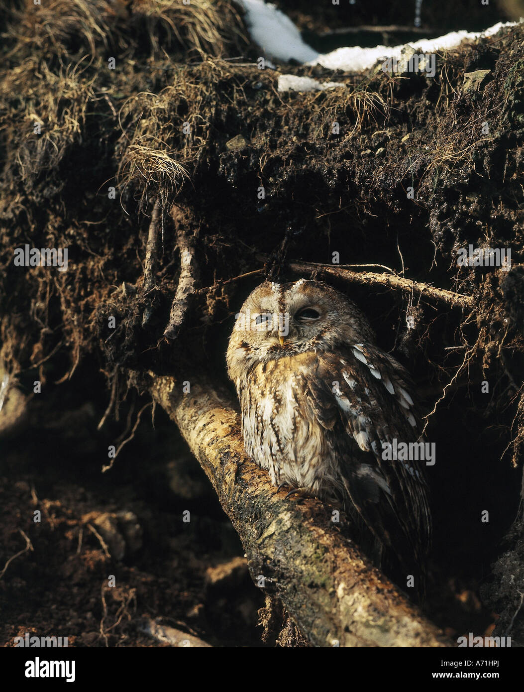 zoology / animals, avian / bird, Tawny Owl, (Strix aluco), sitting on ...