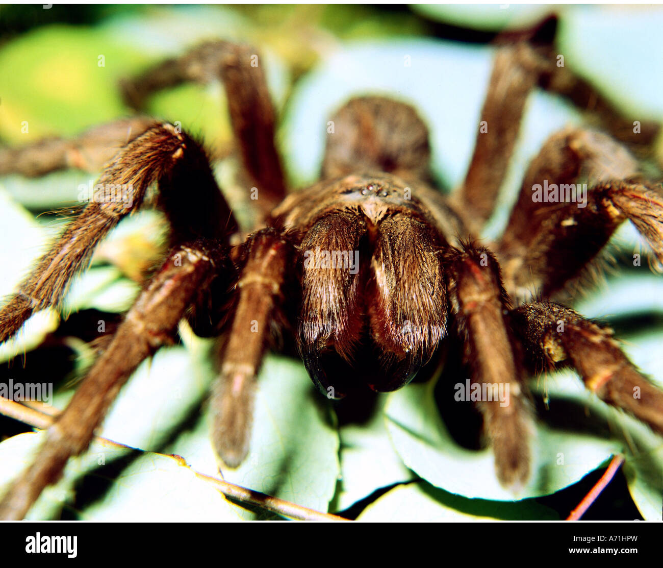 zoology / animals, arachnid, spiders, Tarantula, (Eurypelma spec ...