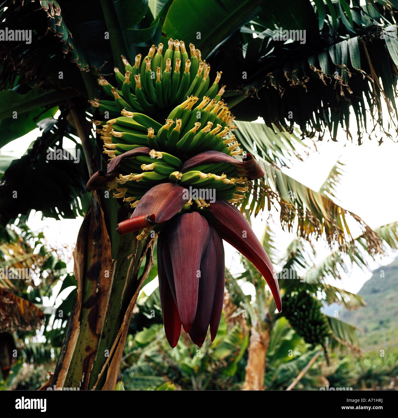 botany, banana, (Musa paradisiaca sapientum), bananas, blossom with ...
