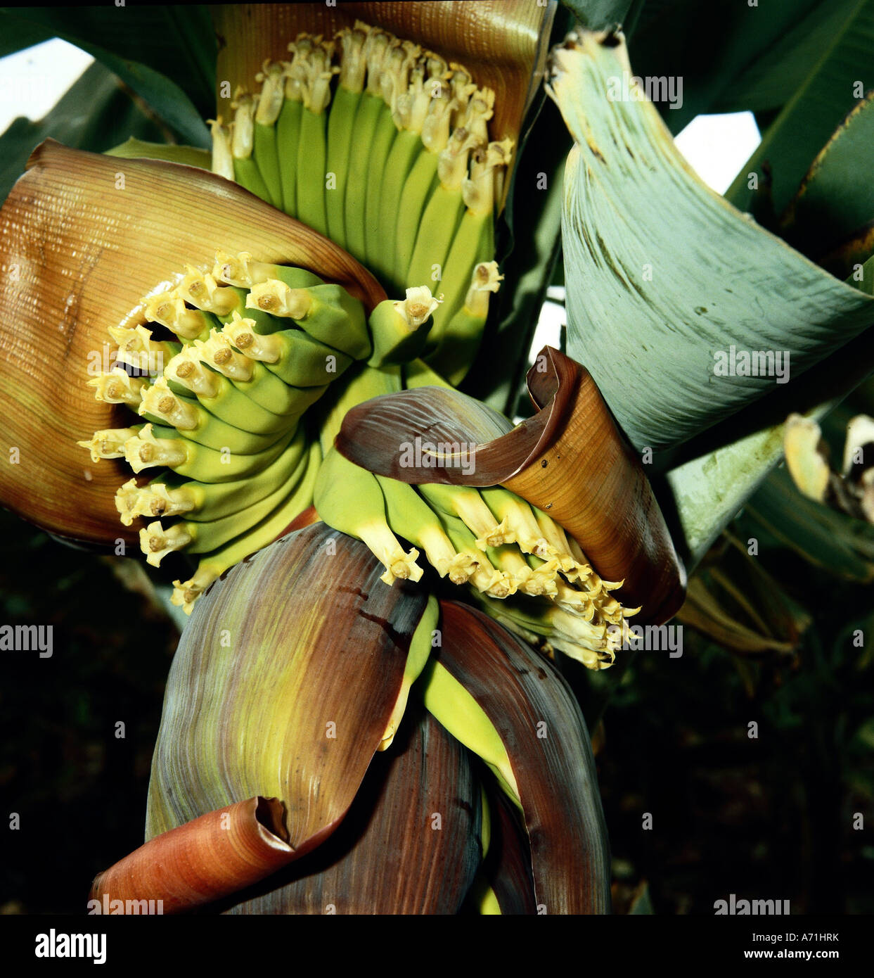 botany, banana, (Musa paradisiaca sapientum), bananas, blossom with ...