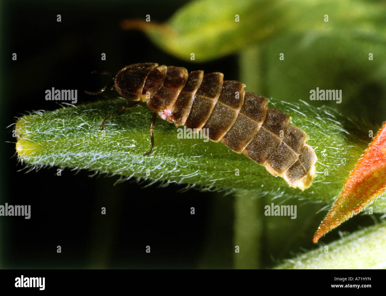 Fireflies lightning bug hi-res stock photography and images - Alamy