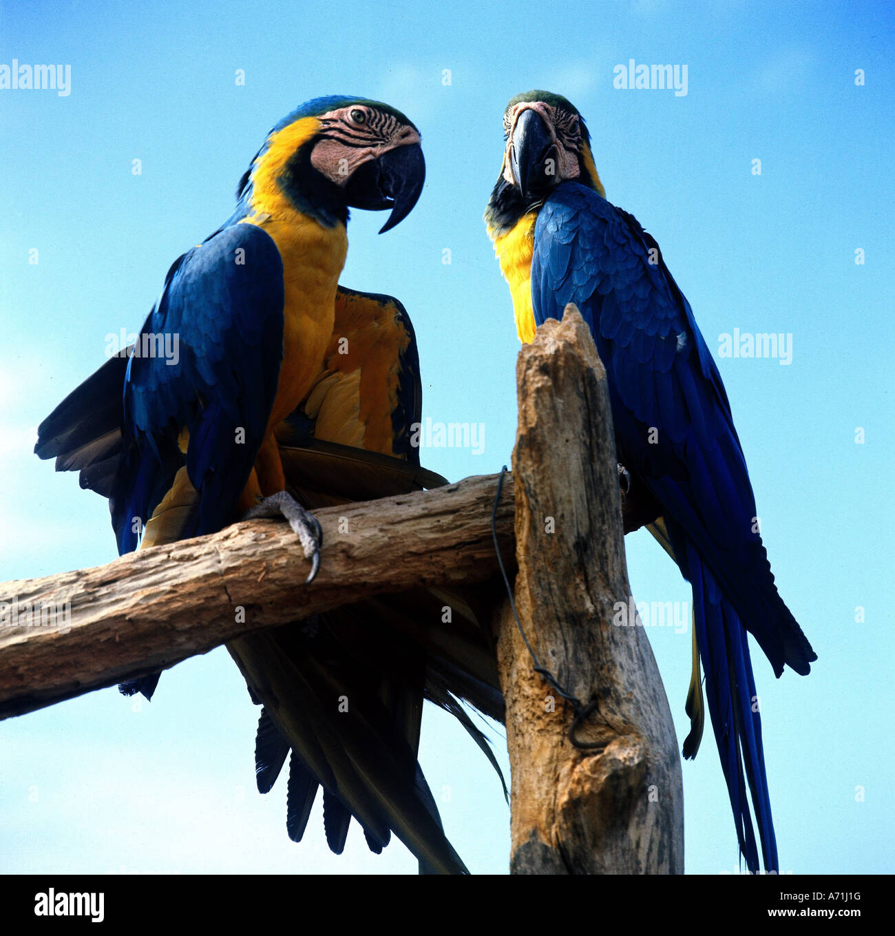 zoology / animals, avian / bird, parrots, Blue-and-yellow Macaw, (Ara ...