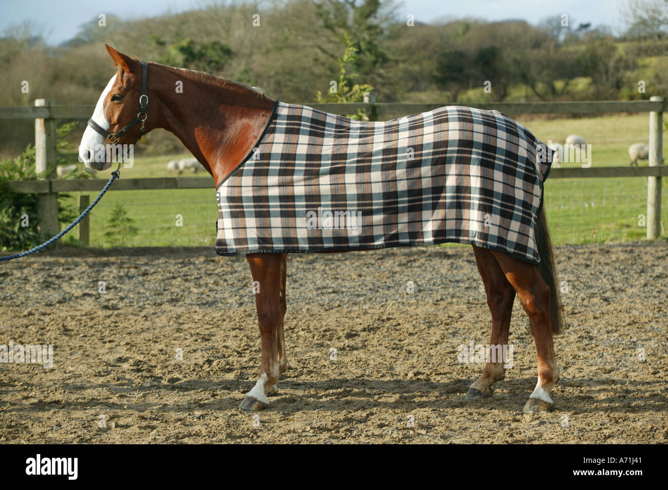 Groom horse rug hi-res stock photography and images - Alamy