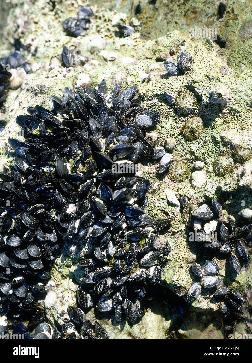 zoology / animals, cnidaria, Blue mussel, (Mytilus edulis), mussels and ...
