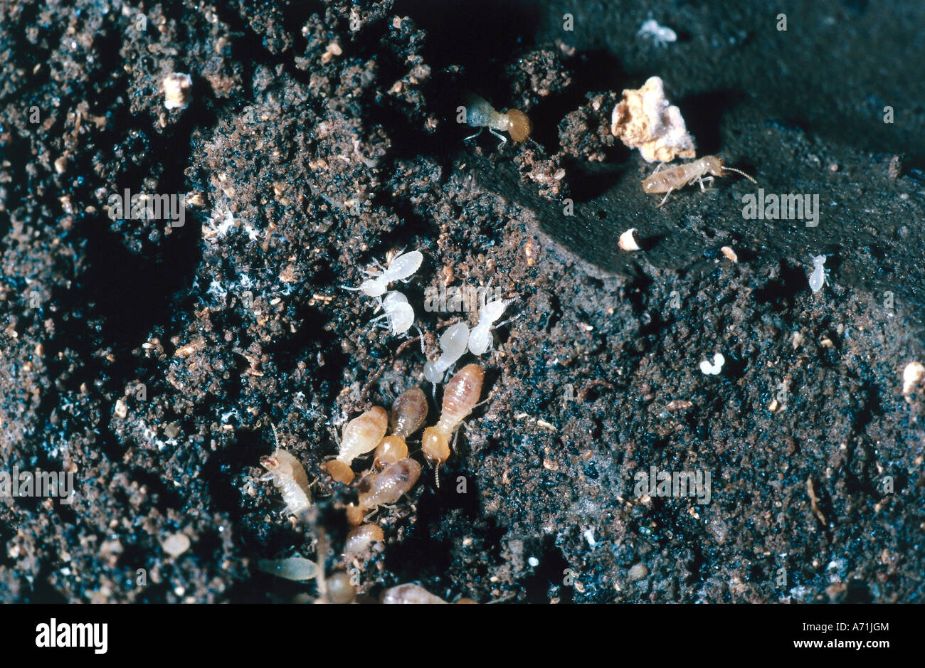 zoology / animals, insects, Termite, (Isoptera), worker, (white ...