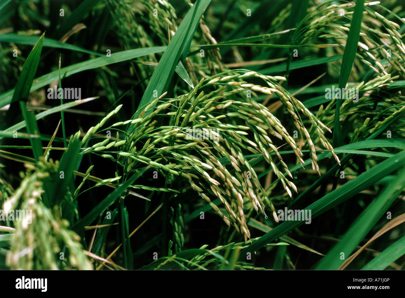 botany, rice, (Oryza sativa), ear, at slip, cultivation, rice field ...